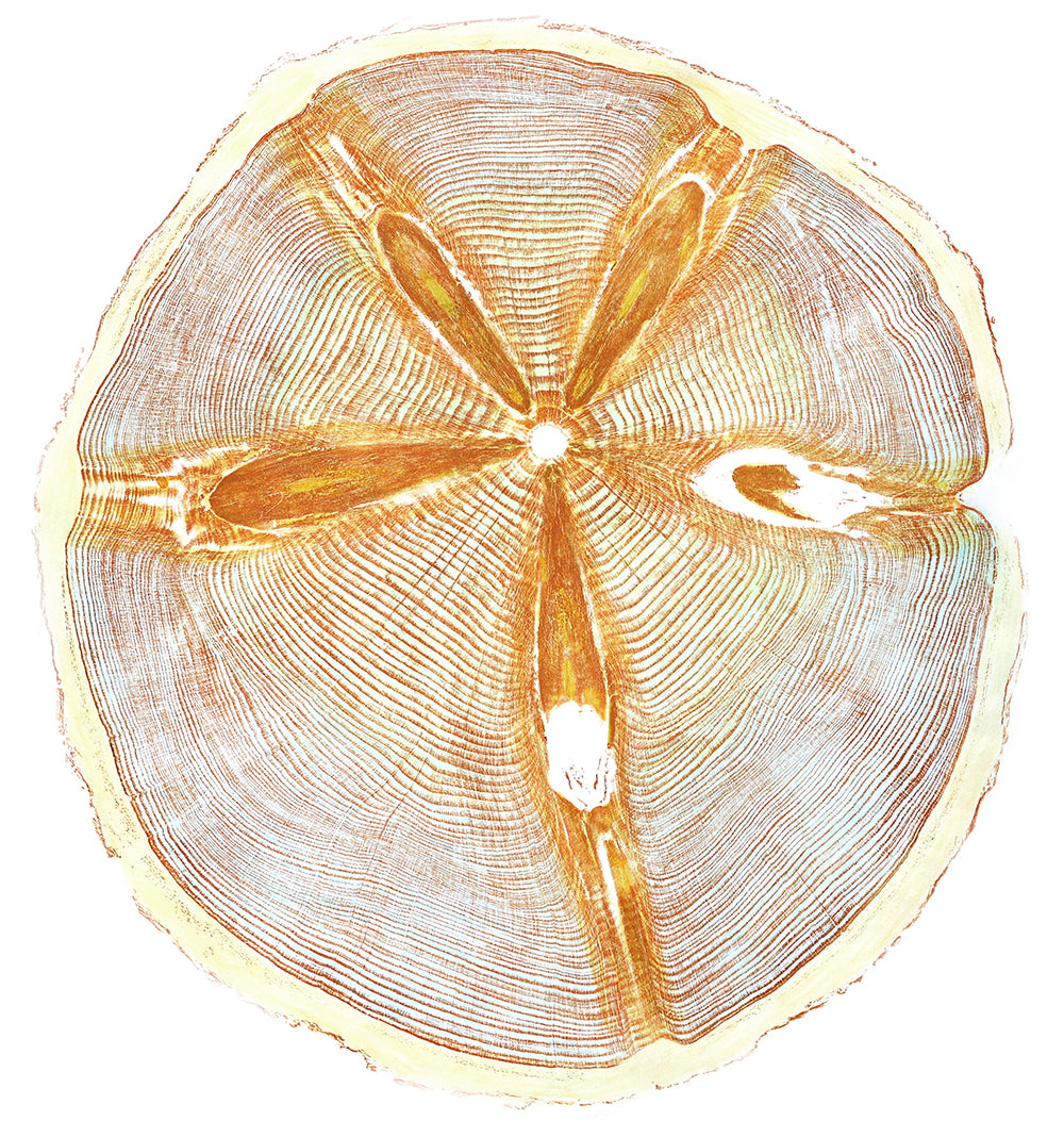 Monkey Puzzle – Salmon Jam Press